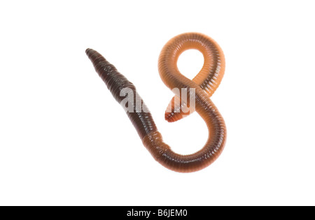1 one big earthworm WORM wurm regenwurm on white background cutout cut ...