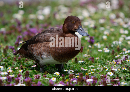 Lesser Scaup - Aythya affinis - female Stock Photo - Alamy