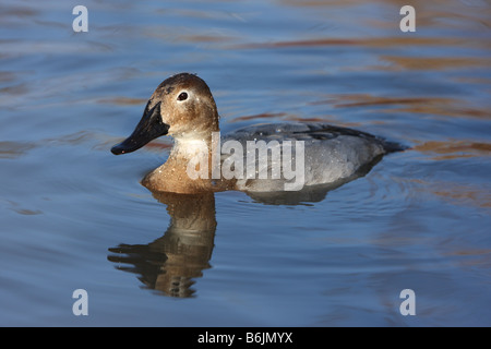 Female canvasback duck (Aythya valisineria) landing in water Stock ...