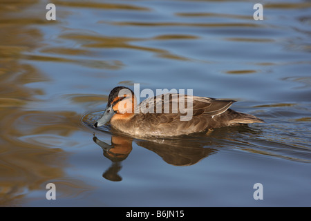 Philippine Duck (Anas luzonica Stock Photo - Alamy