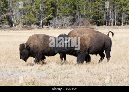 American Bison (Bison bison) bull and cow mating, western Montana Stock ...