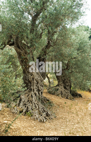 Olive trees in Lebanon Stock Photo - Alamy