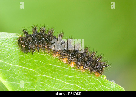 Silvery Checkerspot (butterfly) caterpillar Chlosyne nycteis Stock ...
