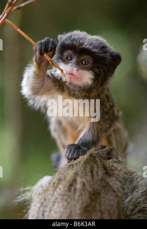 cute baby emperor tamarin Saguinus imperator Stock Photo - Alamy