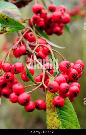 Cotoneaster frigidus 'Cornubia', autumn berries and foliage, tree ...