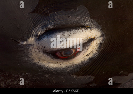eye of a bowhead whale Balaena mysticetus caught by Inupiaq whalers in ...