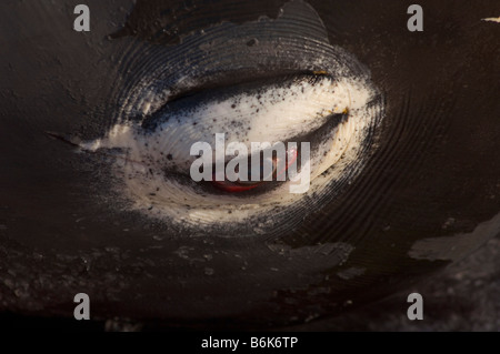 eye of a bowhead whale Balaena mysticetus caught by Inupiaq whalers in ...