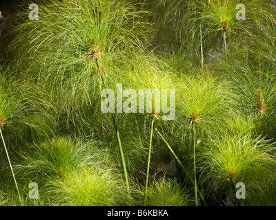 Cyperus papyrus, papyrus,papyrus sedge,paper reed,Indian matting plant ...