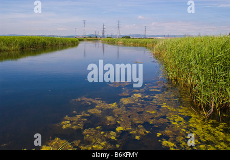 Reed beds at Newport Wetlands National Nature Reserve overlooked by Usk ...