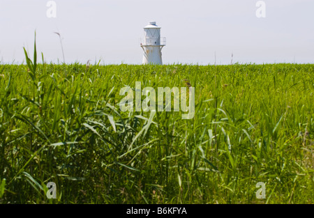 Reed beds at Newport Wetlands National Nature Reserve overlooked by Usk ...