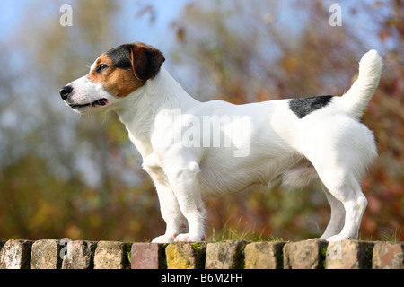 Jack Russell Terrier, Side Stock Photo - Alamy