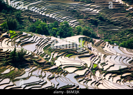 Flooded Bada rice terraces in Yuanyang County Stock Photo - Alamy
