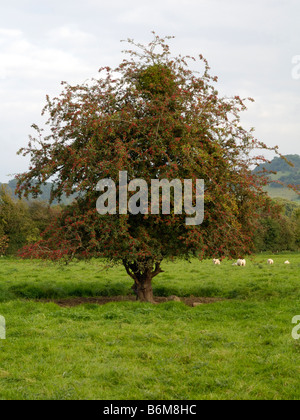 Hawthorn, Crataegus monogyna, solitary tree, summer, Scania Province ...