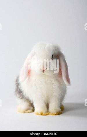 Young Satin Lop eared Dwarf Rabbit japanese 8 weeks Stock Photo - Alamy