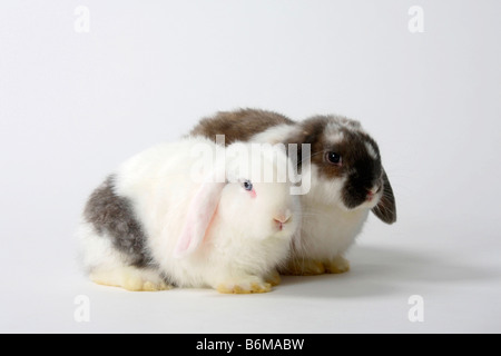 Young Satin Lop eared Dwarf Rabbit japanese 8 weeks Stock Photo - Alamy