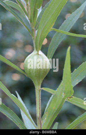 A gall formed on goldenrod (Solidago altissima) by the goldenrod gall ...