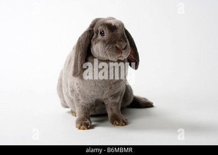 Rex Lop eared Dwarf Rabbit 14 weeks lilac Domestic Rabbit Stock Photo ...