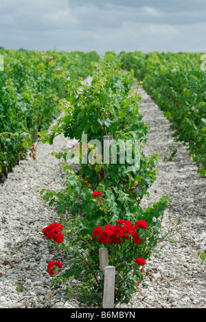 France, Gironde, Bordeaux vineyard, rose bush at the end of vines in ...
