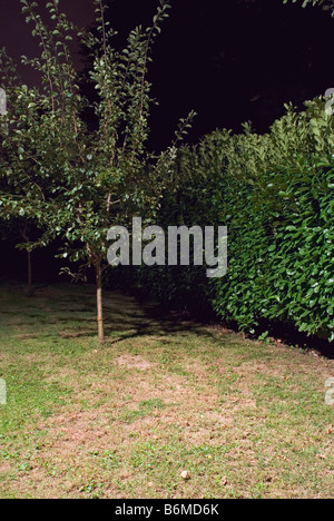 tree, trees, night, nighttime, backyard, camping, tent, firmament, sky ...