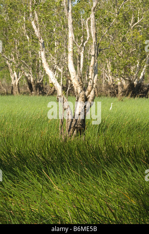 Swamp Paperbark trees (Melaleuca rhaphiophylla) growing in wetlands ...