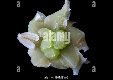 A single female flower of Amborella trichopoda Stock Photo - Alamy
