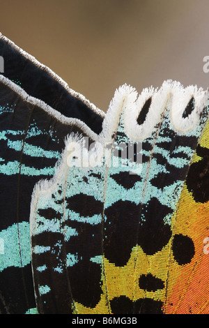 Iridescent Wing Scales of Madagascan Sunset Moth Stock Photo - Alamy