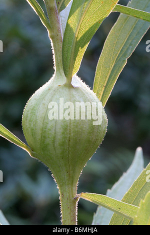 A gall formed on goldenrod (Solidago altissima) by the goldenrod gall ...