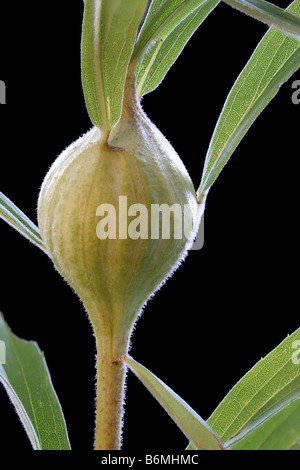 A gall formed on goldenrod (Solidago altissima) by the goldenrod gall ...