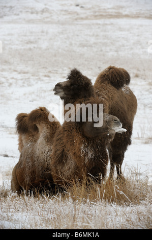 Bactrian Camel, male in breeding season. Muzzle of male in white foam ...