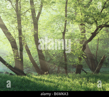 silver maple along Little Sioux River, Wanata State Park, Clay County ...