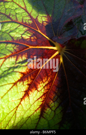 Close up of Begonia Curly Fireflush Stock Photo - Alamy