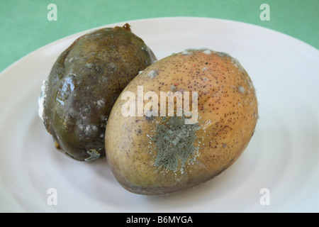 rotten mango close up on a white background Stock Photo - Alamy