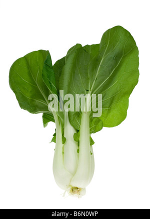 Fresh pak choi cabbage isolated on white background with full depth of ...