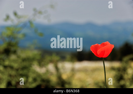 the poppy flower Stock Photo - Alamy