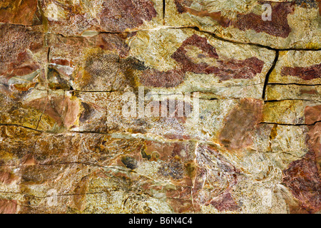 Detail of ancient sea bottom, contour with plant fossils, Palaeontology ...