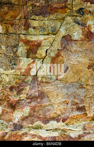 Detail of ancient sea bottom, contour with plant fossils, Palaeontology ...