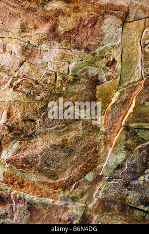 Detail of ancient sea bottom, contour with plant fossils, Palaeontology ...