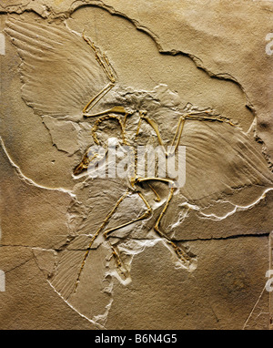 Skeleton of archaeopteryx (Archaeopteryx lithographica Stock Photo - Alamy