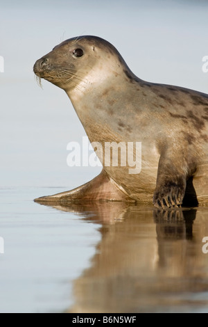 North Atlantic Female Grey Seal Halichoerus grypus Donna Nook RAF ...