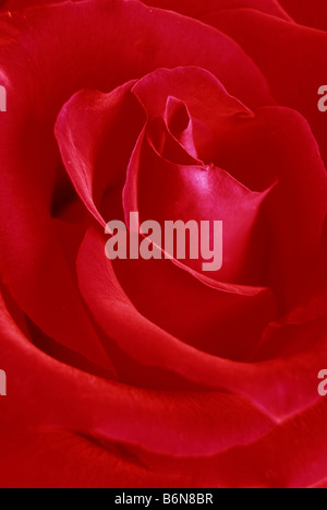 Still life: A single red rose standing vertically, diagonally, against ...