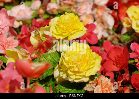Beautiful roses on flower bed in a garden Stock Photo - Alamy