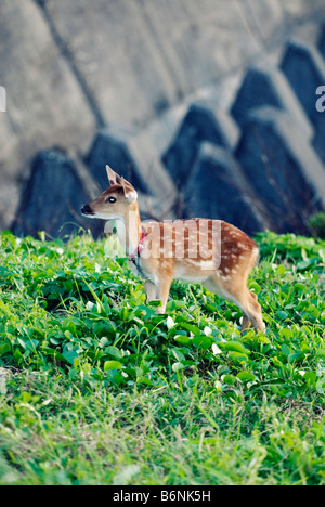 Formosan sika deer (Cervus nippon Stock Photo - Alamy
