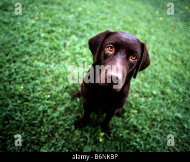 2 Labrador Retriever Stock Photo - Alamy