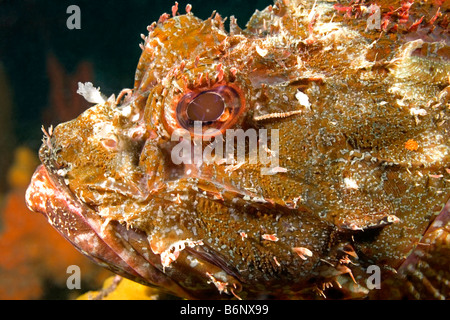 Red Rockcod or Scorpionfish, Scorpaena cardinalis, sitting in an orange ...