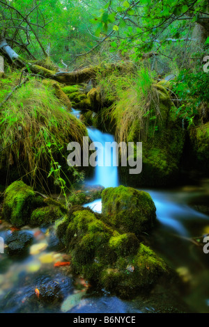 View of rushing mountain river running along the forest Stock Photo - Alamy
