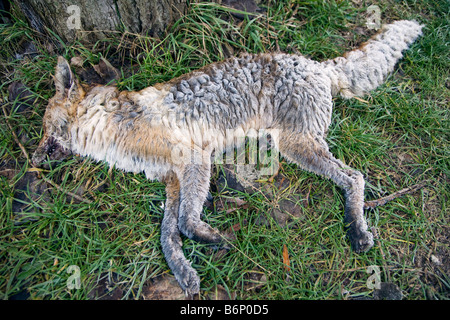 Dead fox lying by the side of a road in north London Stock Photo - Alamy