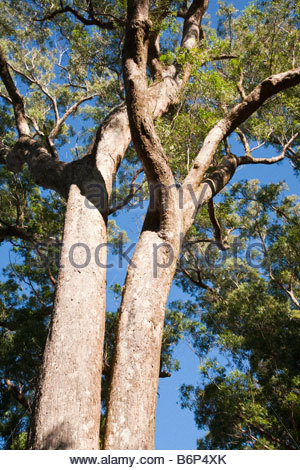 Blackbutt (Eucalyptus pilularis Stock Photo: 122701138 - Alamy