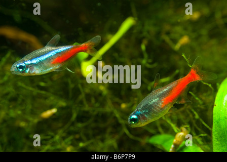 Closeup of blue neon tetra fish isolated on blurred plant background ...