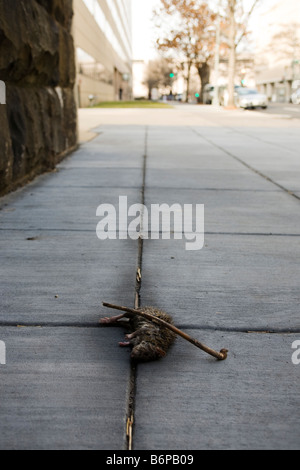 A dead rat on sidewalk Stock Photo - Alamy