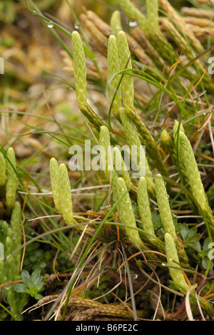 alpine club moss Stock Photo - Alamy